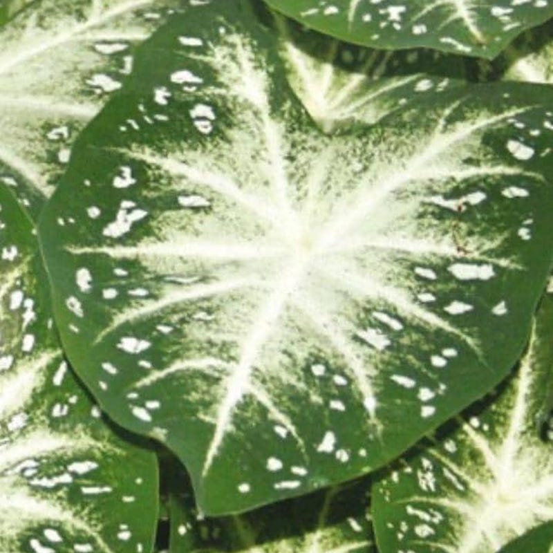 Jumbo Caladium Bulbs - Etsy