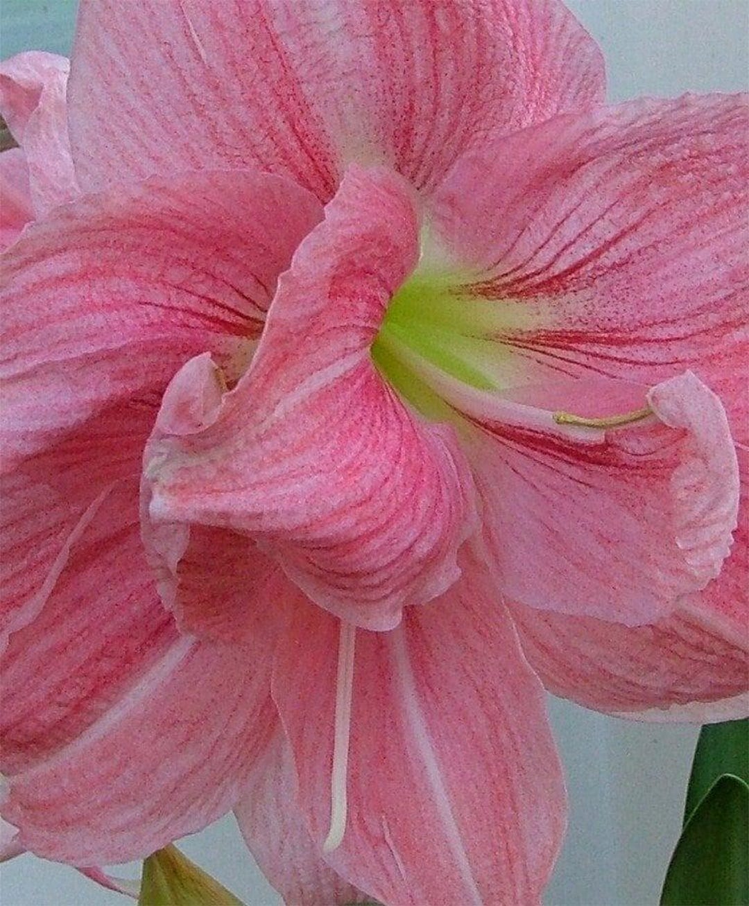 Large Amaryllis ROZETTA 24/26 Centimeters - United States Seller - Etsy