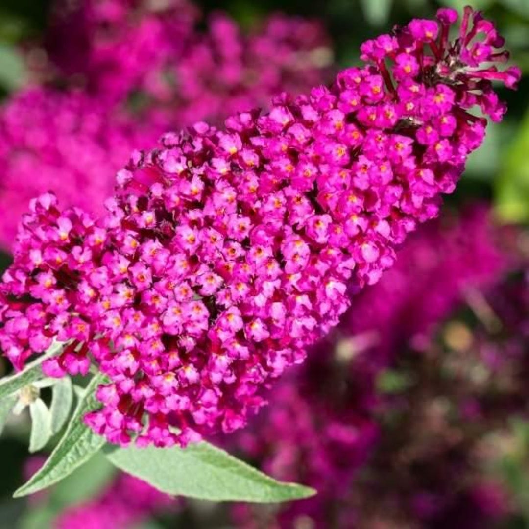 HOT RASPBERRY Buddleja Davidii Buzz (starter Plug) - US Seller - Etsy