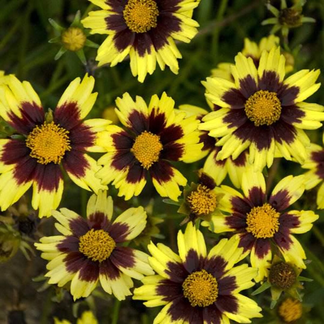 Preorder COSMIC EYE Coreopsis Hybrid US Seller Shipping Mid March - Etsy