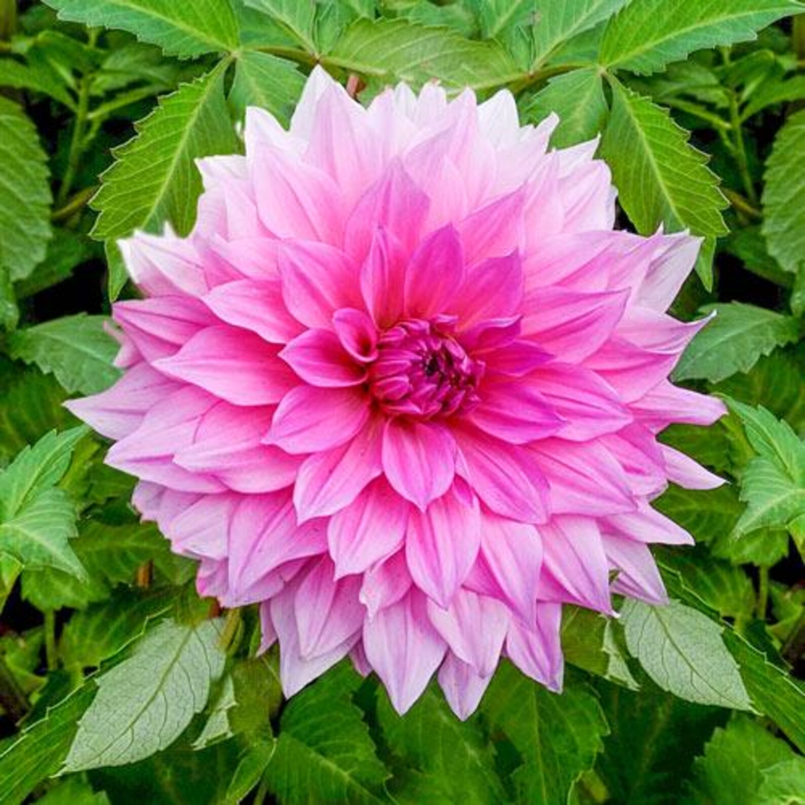 1 "rosella" Dinnerplate Dahlia - Large Tuber - US Seller - Etsy
