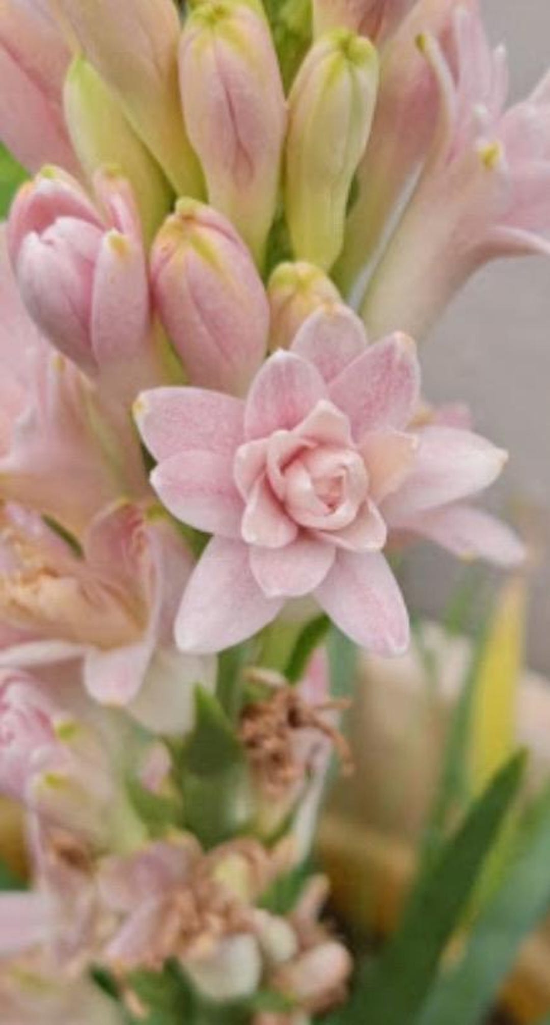 Preorder 2 pink Parfait Double Polianthes Tuberose Bulb Top Size Bulb ...
