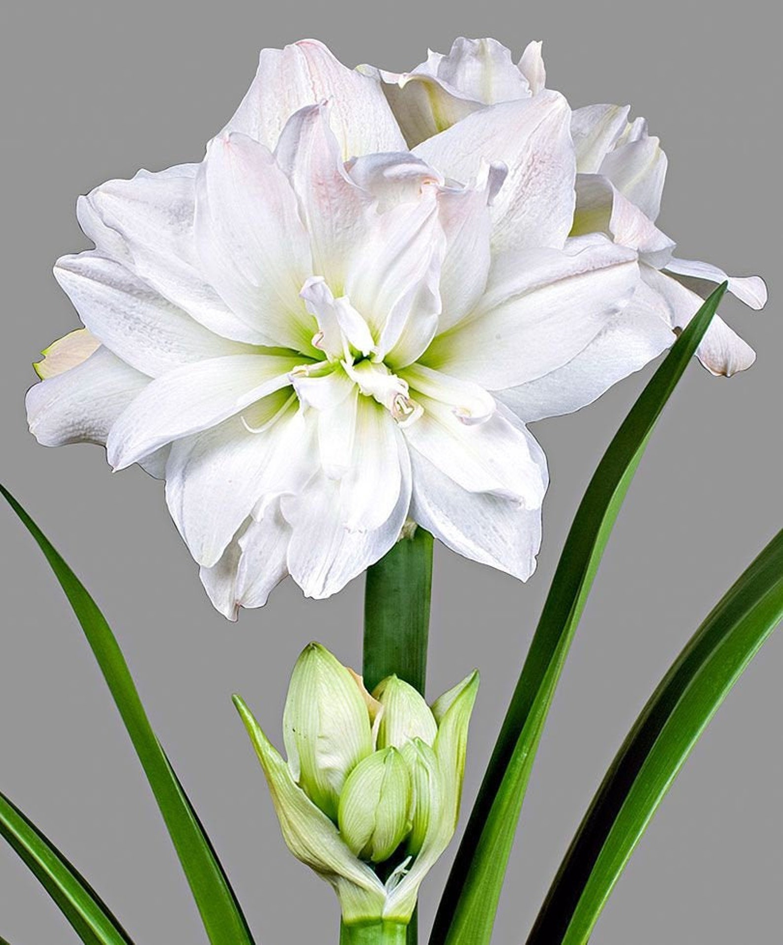 Large Amaryllis ARTIC NYMPH 30/32 centimeters US Seller | Etsy