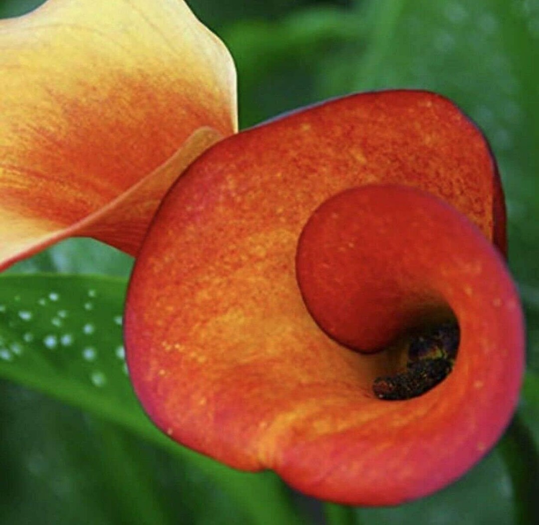 Preorder 1 FLAME Calla Lily Bulb Top Size, 11 Cm US Seller Ships Mid ...