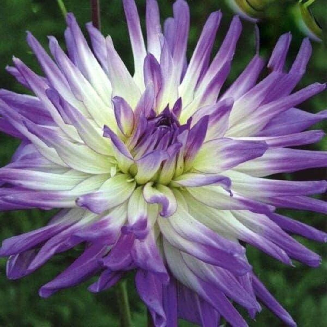 1 "mingus Randy" Cactus Dahlia - Top Size Bulb #1 - US Seller - Etsy