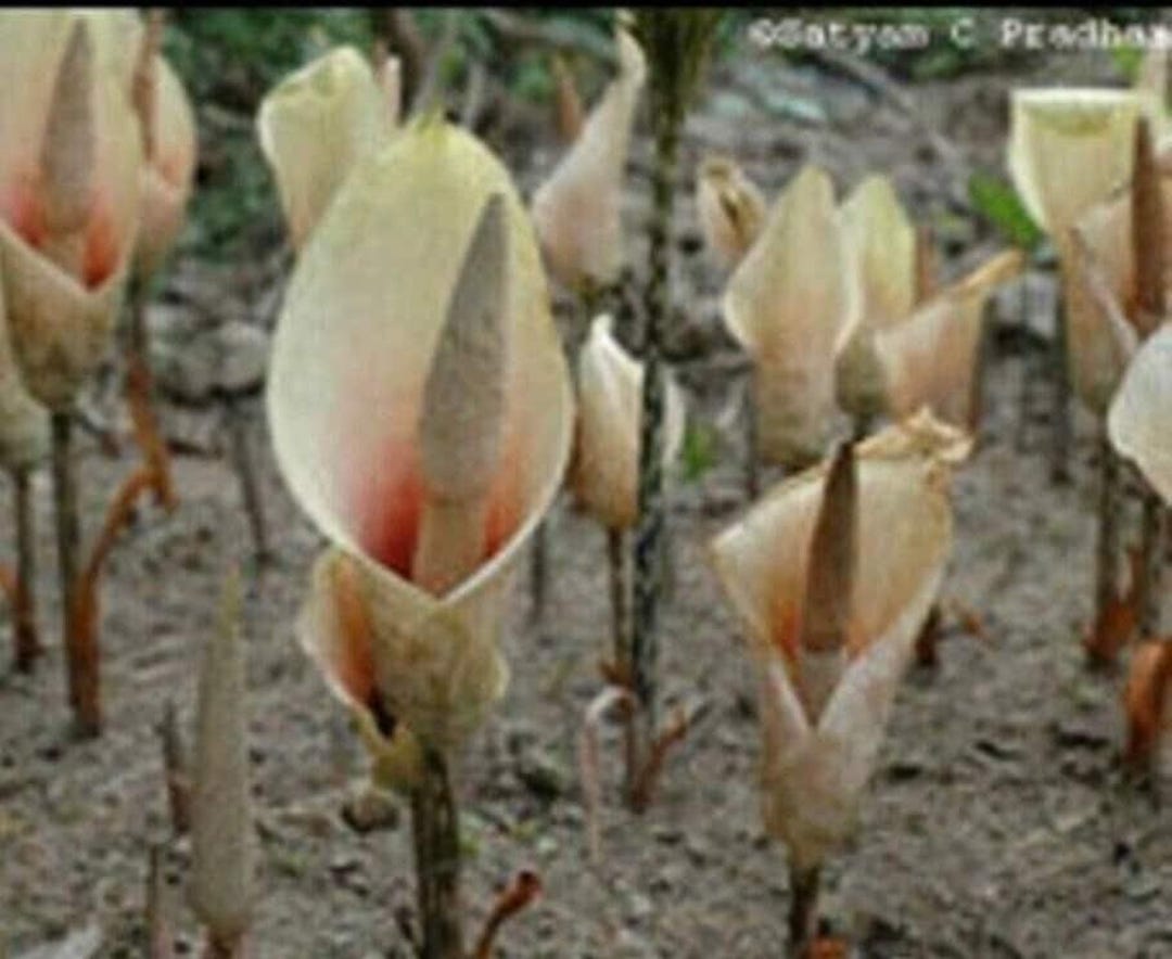 1 "bulbifer" Amorphophallus / Voodoo Lily Bulb 16+ Centimeters - US ...