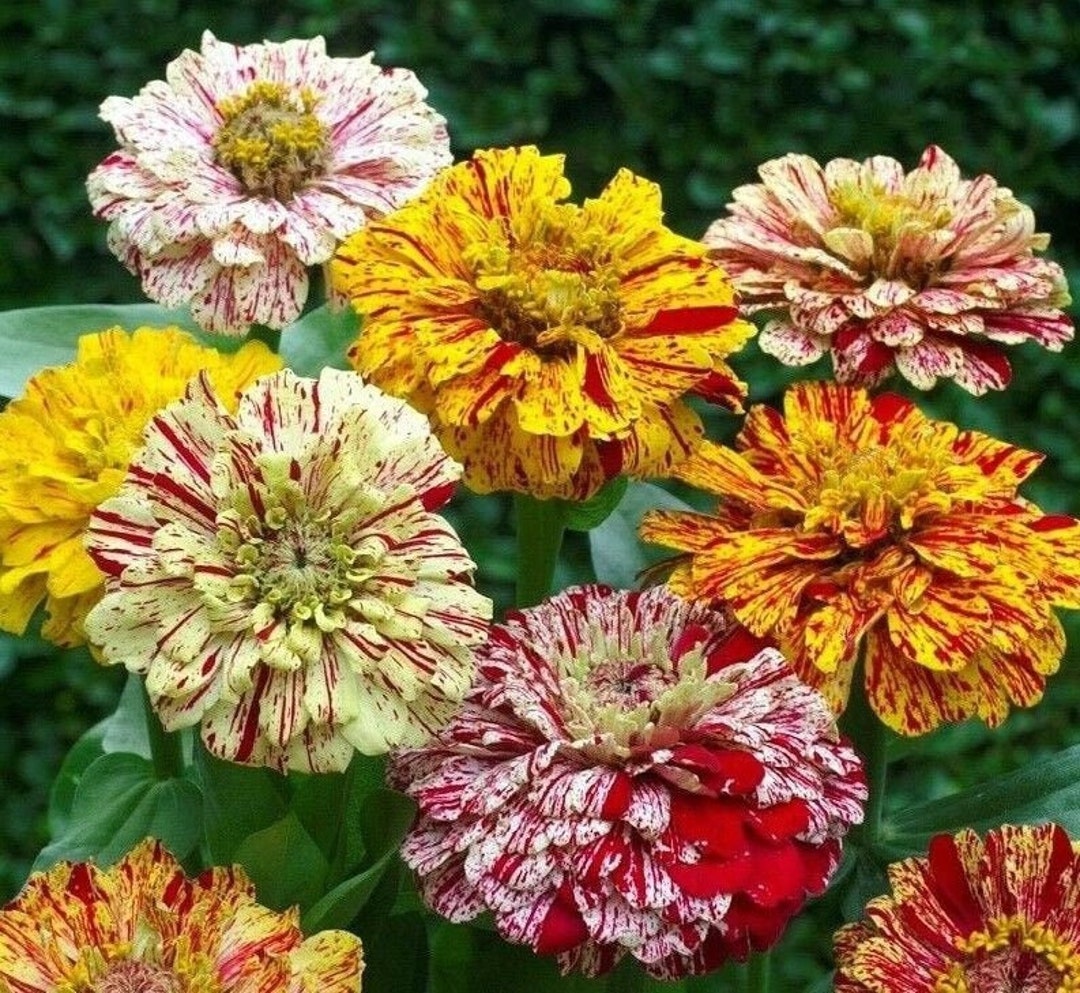 Zinnia Seeds - CANDY CANE Variegated Flower 35 Days to Harvest You ...