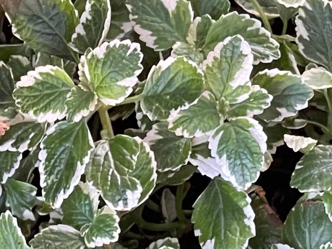 1 mint Plectranthus / Swedish Ivy 3 Inch Pot - Etsy
