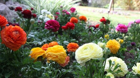Ranunculus AVIA Mixed Colors Bulb Top Size 7 Cm US Seller | Etsy