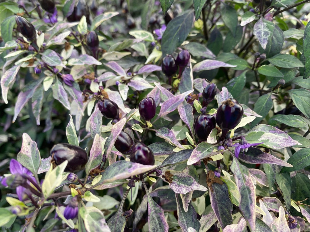 CALICO Ornamental / Edible Pepper (seeds or Starter Pot) - US Seller - Etsy