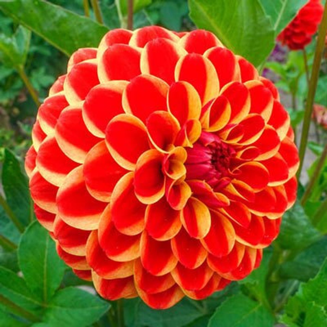 1 "jescot Lingold" Decorative Dahlia - Large Size #1 Bulb - US Seller ...