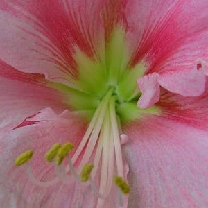 BLUSHING BRIDE Large Amaryllis 24/26 Centimeters - US Seller - Etsy