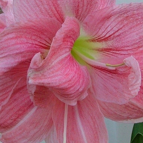 Large Amaryllis FIRST LOVE 24/26 Centimeters United States - Etsy