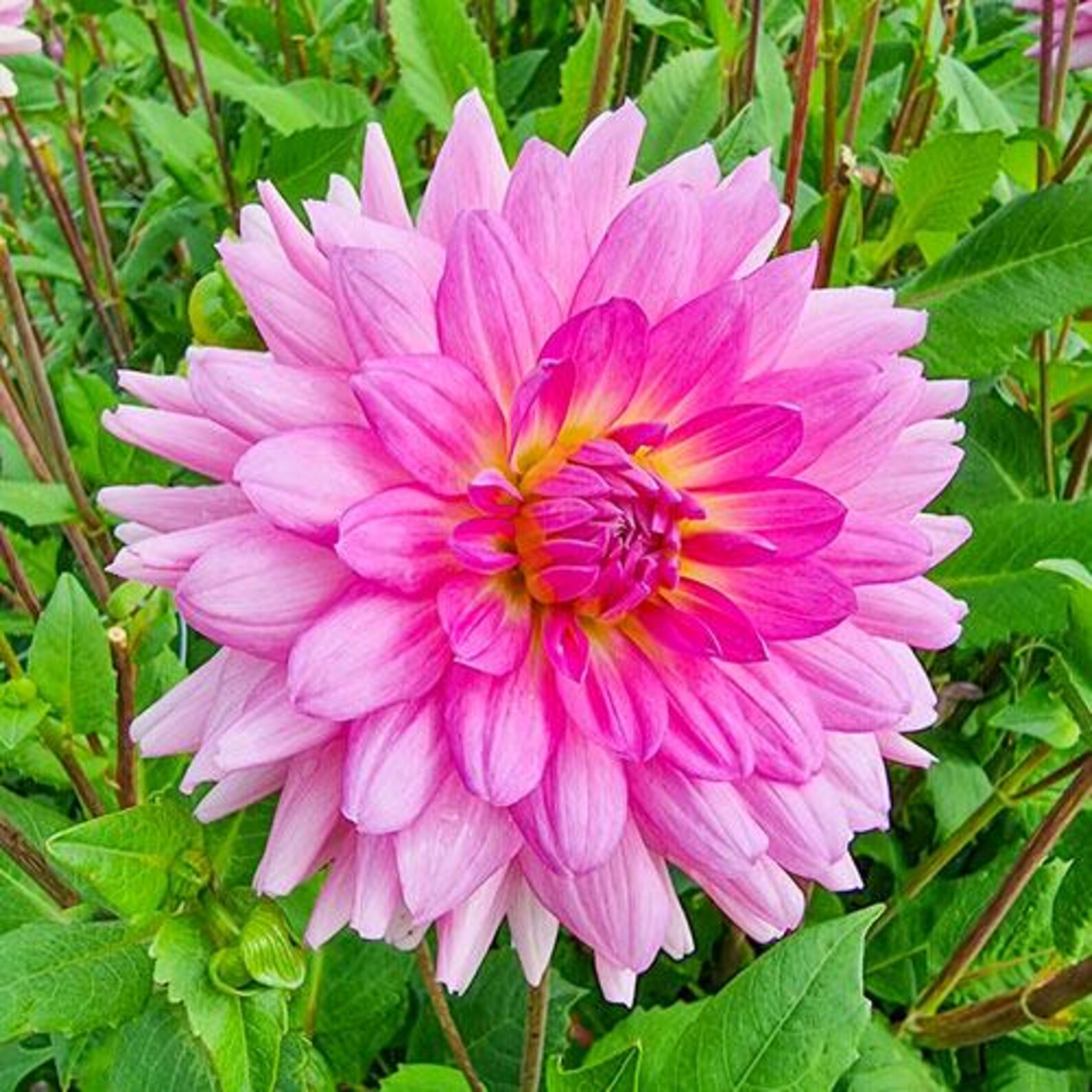 1 "rosella" Dinnerplate Dahlia - Large Tuber - US Seller - Etsy