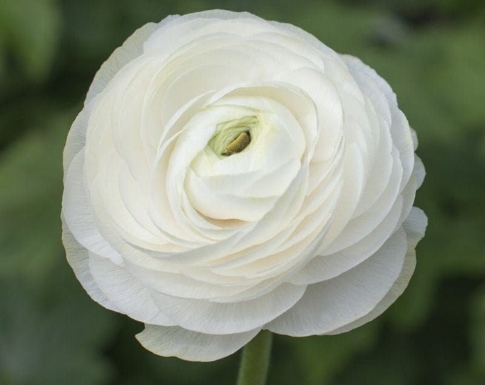 Aviv White Ranunculus Bulbs Top Size 7/8 Cm US Seller You Choose Amount ...