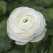 Aviv White Ranunculus Bulbs Top Size 7/8 Cm US Seller You Choose Amount ...
