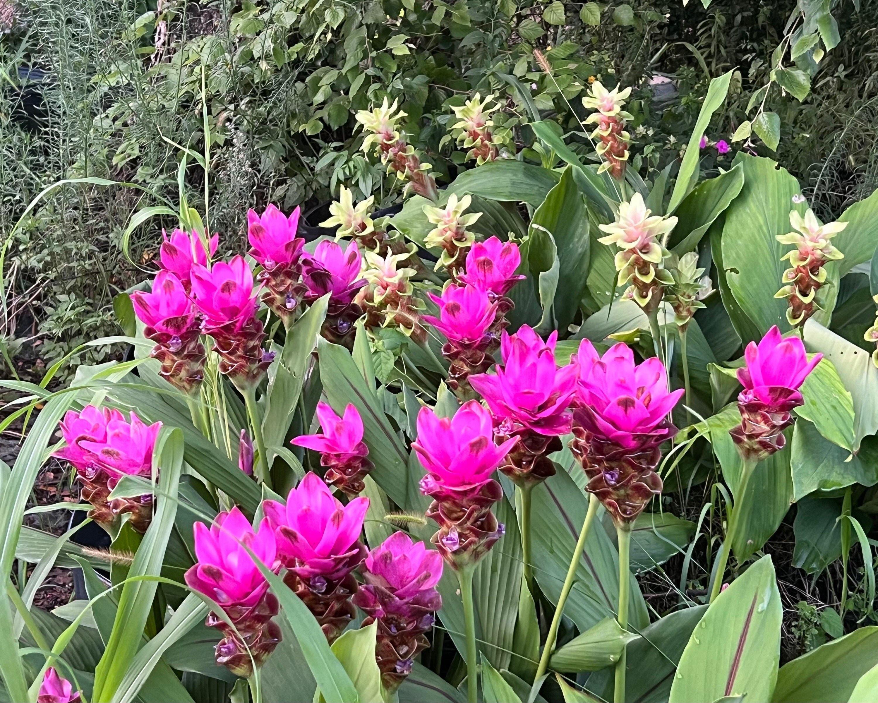 Large Bloom Purple CURCUMA COMOSA - US Seller - Etsy