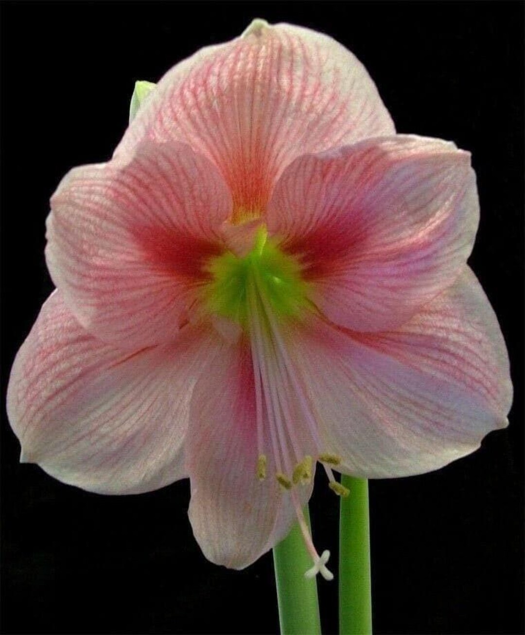 BLUSHING BRIDE Large Amaryllis 24/26 Centimeters - US Seller - Etsy