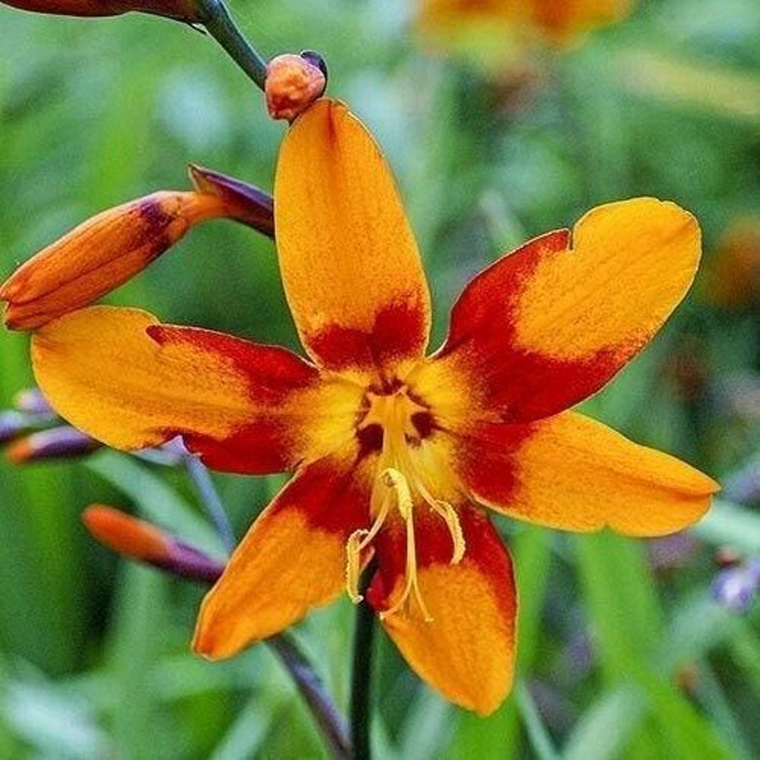 Preorder - 3 "emily Mckenzie" Crocosmia Bulbs (not Plants)- Top Size 6 ...
