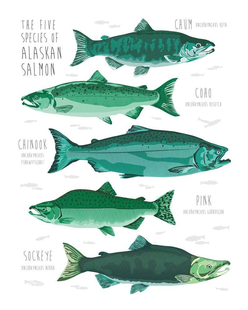 Five Species of Alaskan Salmon / 8x10 Wall Art / Housewarming / Baby ...