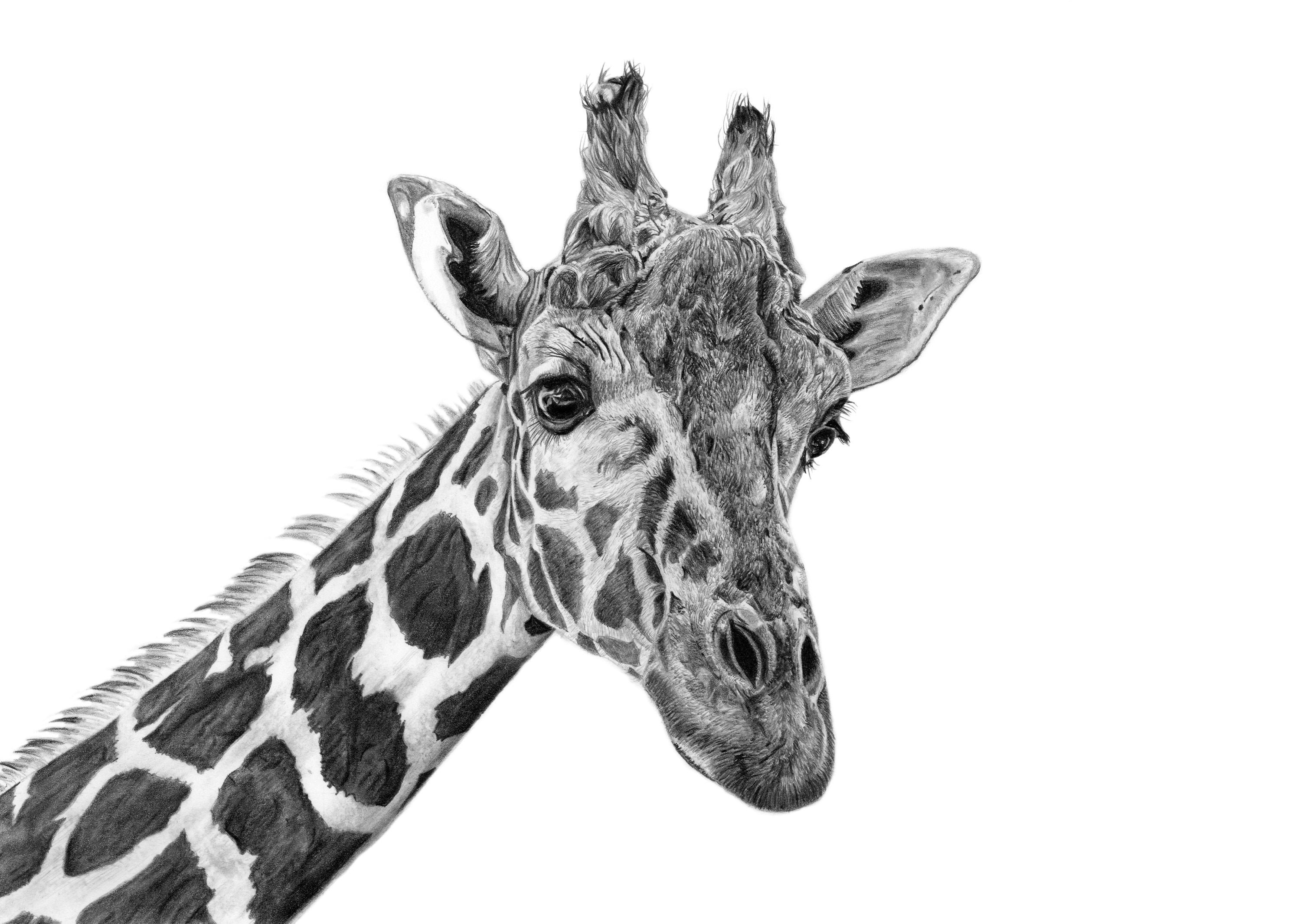 Giraffe Art Print Graphite Drawing Giraffe Drawing Giclée Print Black ...