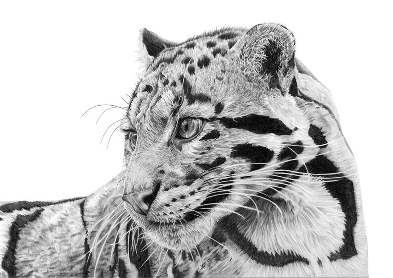 Clouded Leopard Art Print Graphite Drawing Leopard Drawing | Etsy