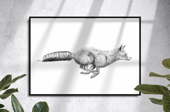 Red Fox Running Drawing