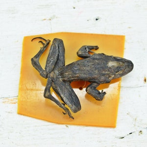 Taxidermy Real Frog, Natural Mummified Frog, Taxidermy Animal - Etsy