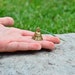 Antique Small Bell, Vintage Farm Bell, Mini Brass Bell, Primitive Bell ...