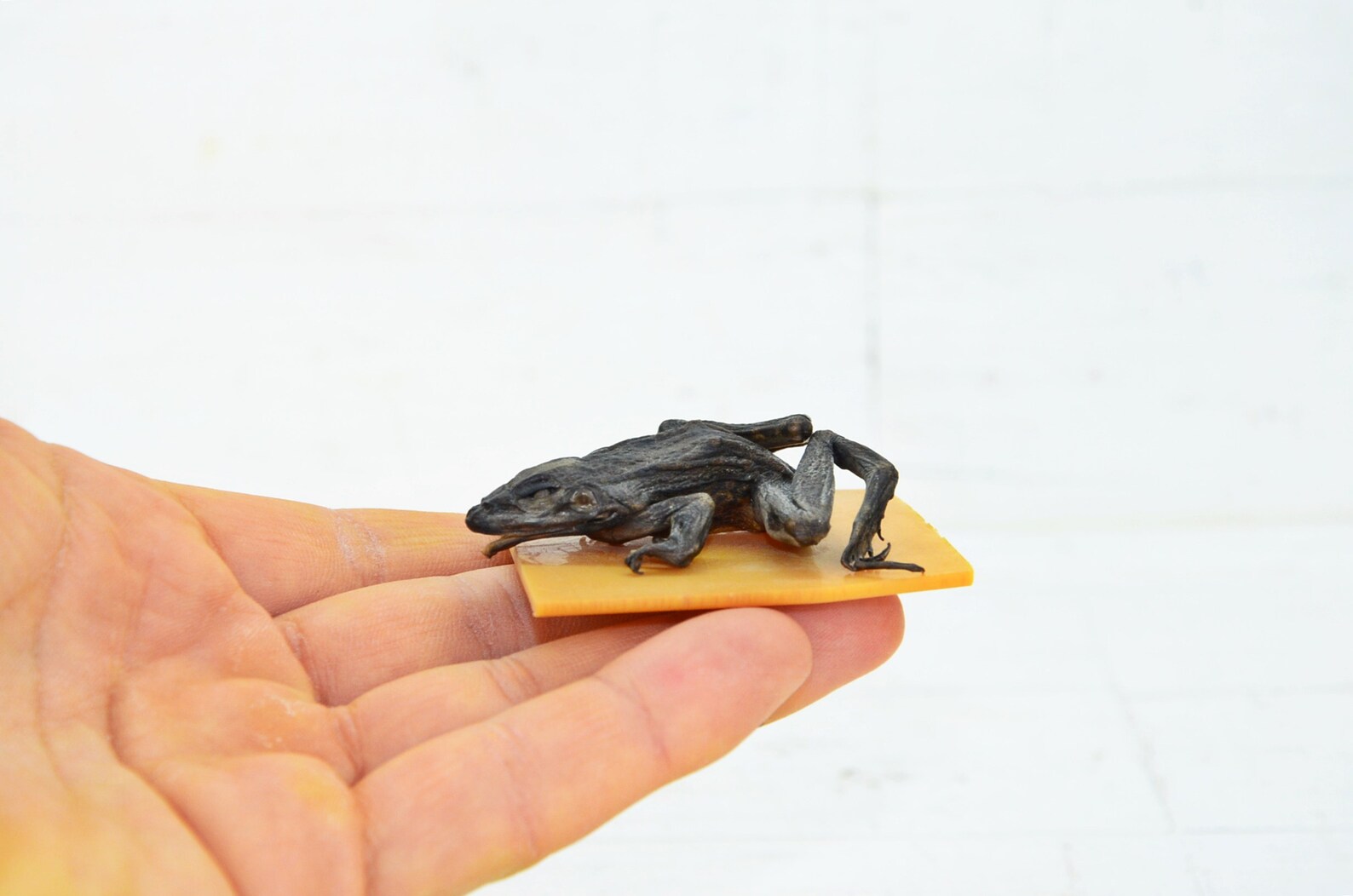 Taxidermy Real Frog Natural Mummified Frog Taxidermy Animal - Etsy