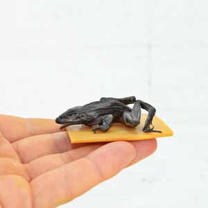 Taxidermy Real Frog, Natural Mummified Frog, Taxidermy Animal - Etsy