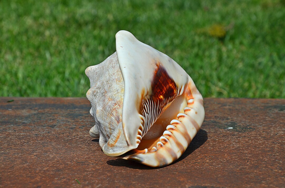 Cassis Rufa Shell, Seashell, Beach Décor, Nautical Décor, Aquarium, Sea ...