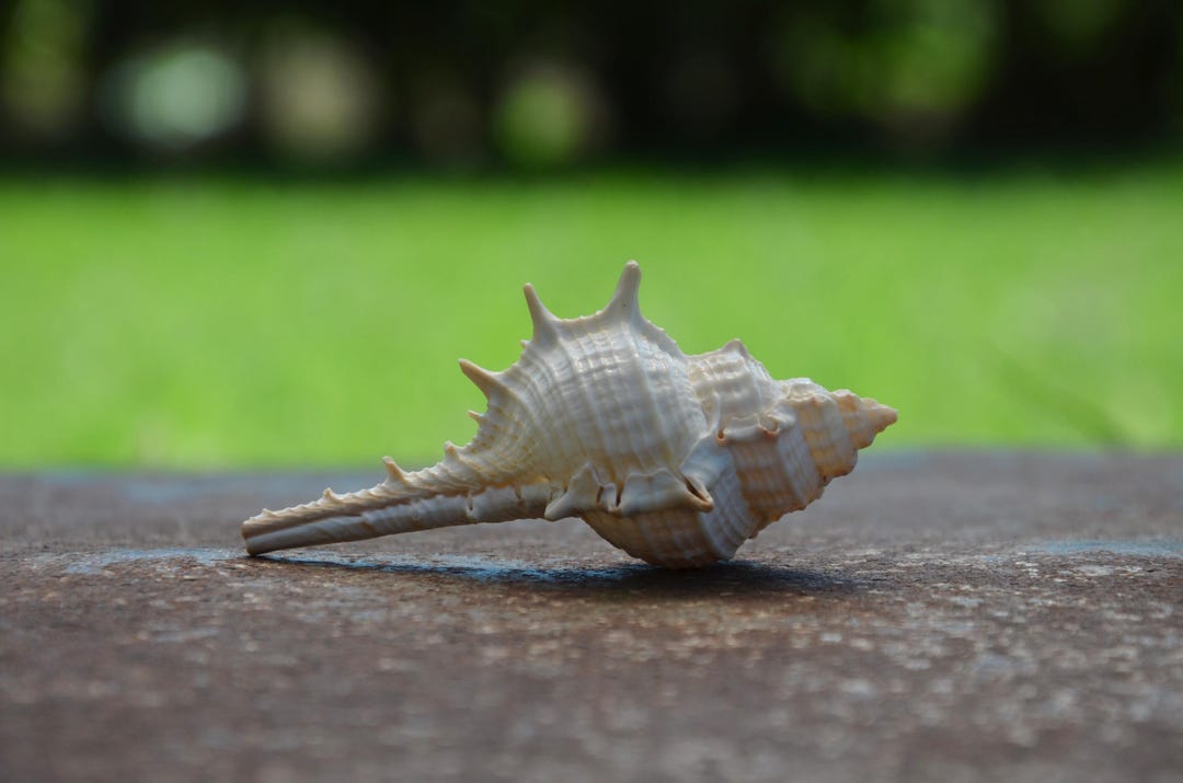 Cassis Rufa Shell, Seashell, Beach Décor, Nautical Décor, Aquarium, Sea ...