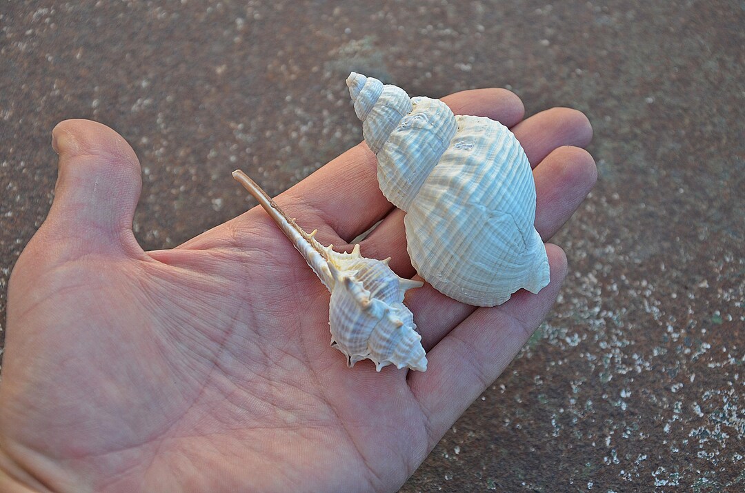 Vintage Cassis Rufa Shells: Black Sea Nautical Decor - Etsy