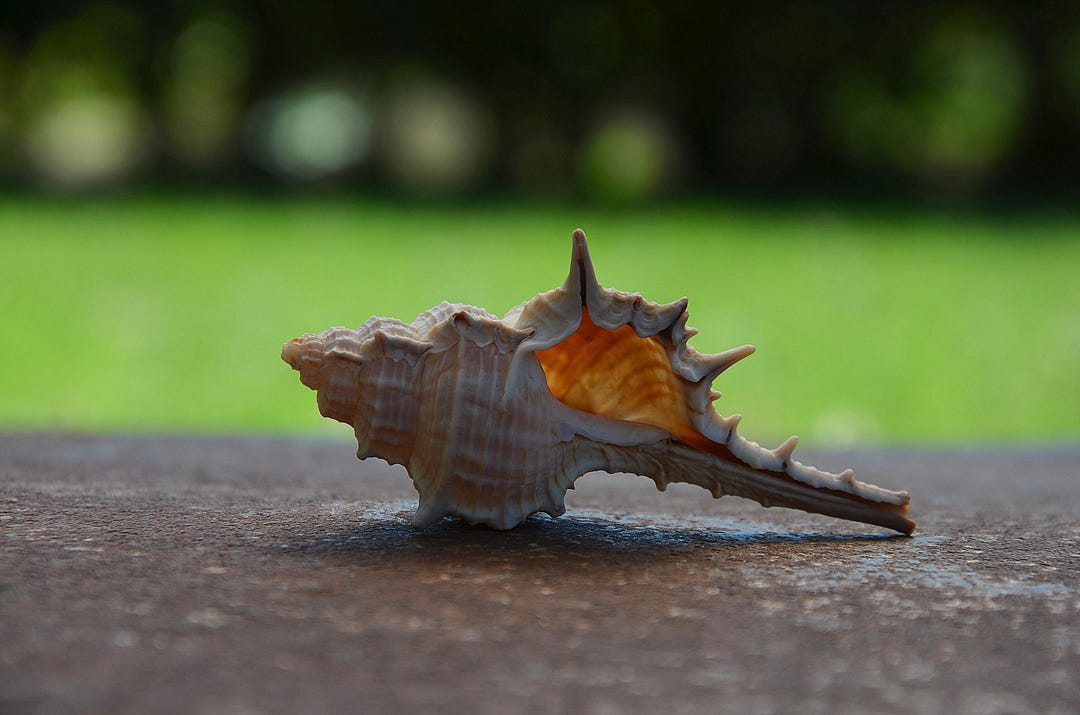 Vintage Cassis Rufa Shell: Black Sea Seashell, Nautical Decor (6.69 ...