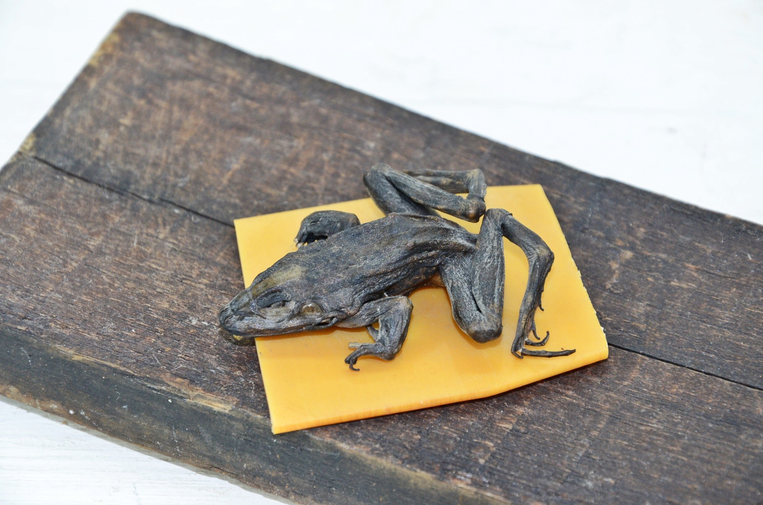 Taxidermy Real Frog Natural Mummified Frog Taxidermy Animal - Etsy