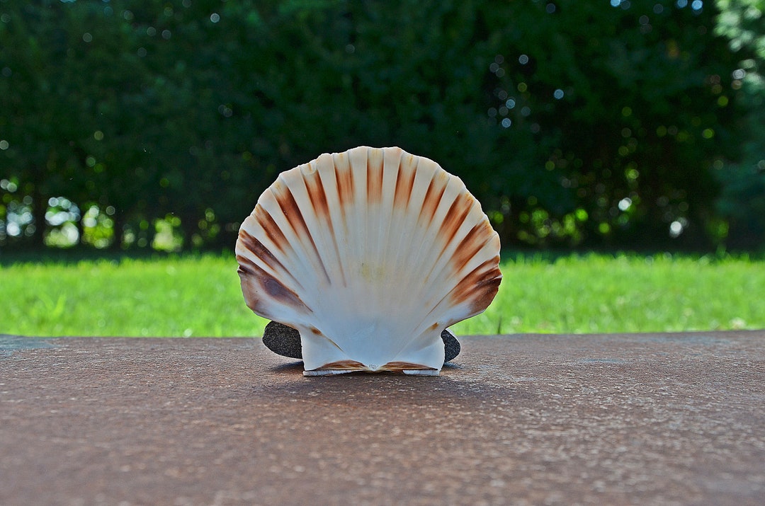 Vintage Real Clam Shell, Natural Specimen Ruffled Seashell Seashell ...