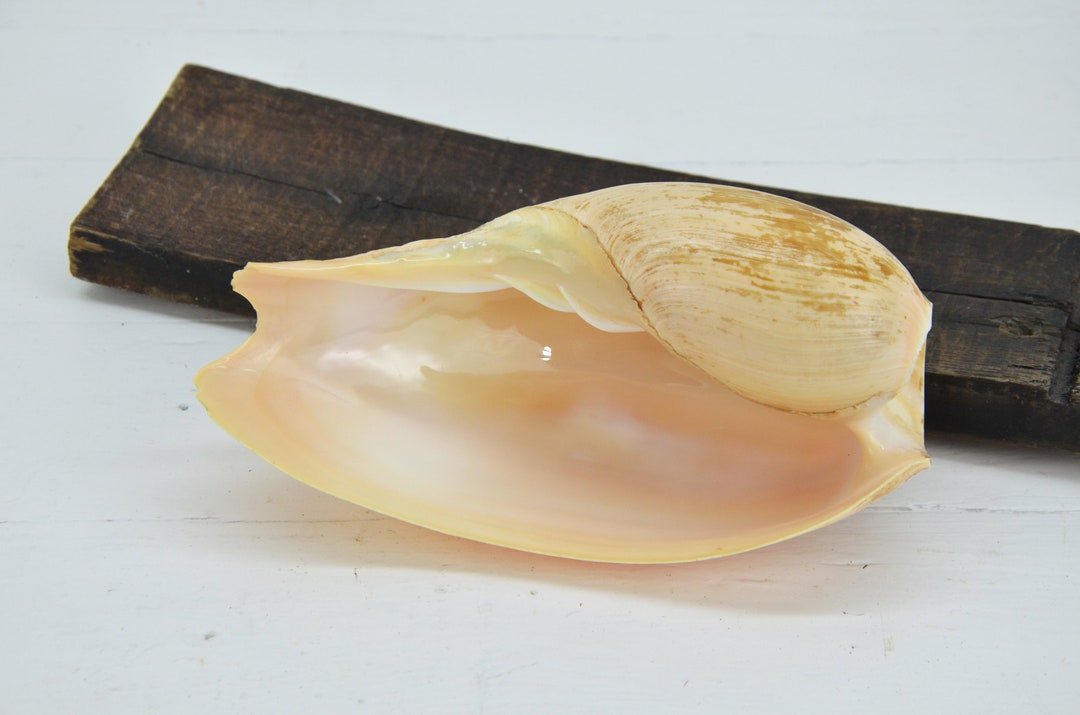 Cassis Rufa Shell, Seashell, Beach Décor, Nautical Décor, Aquarium, Sea ...