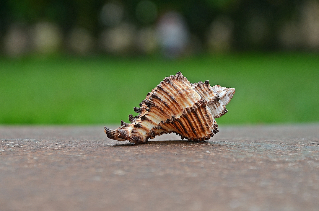 Cassis Rufa Shell, Seashell, Beach Décor, Nautical Décor, Aquarium, Sea ...