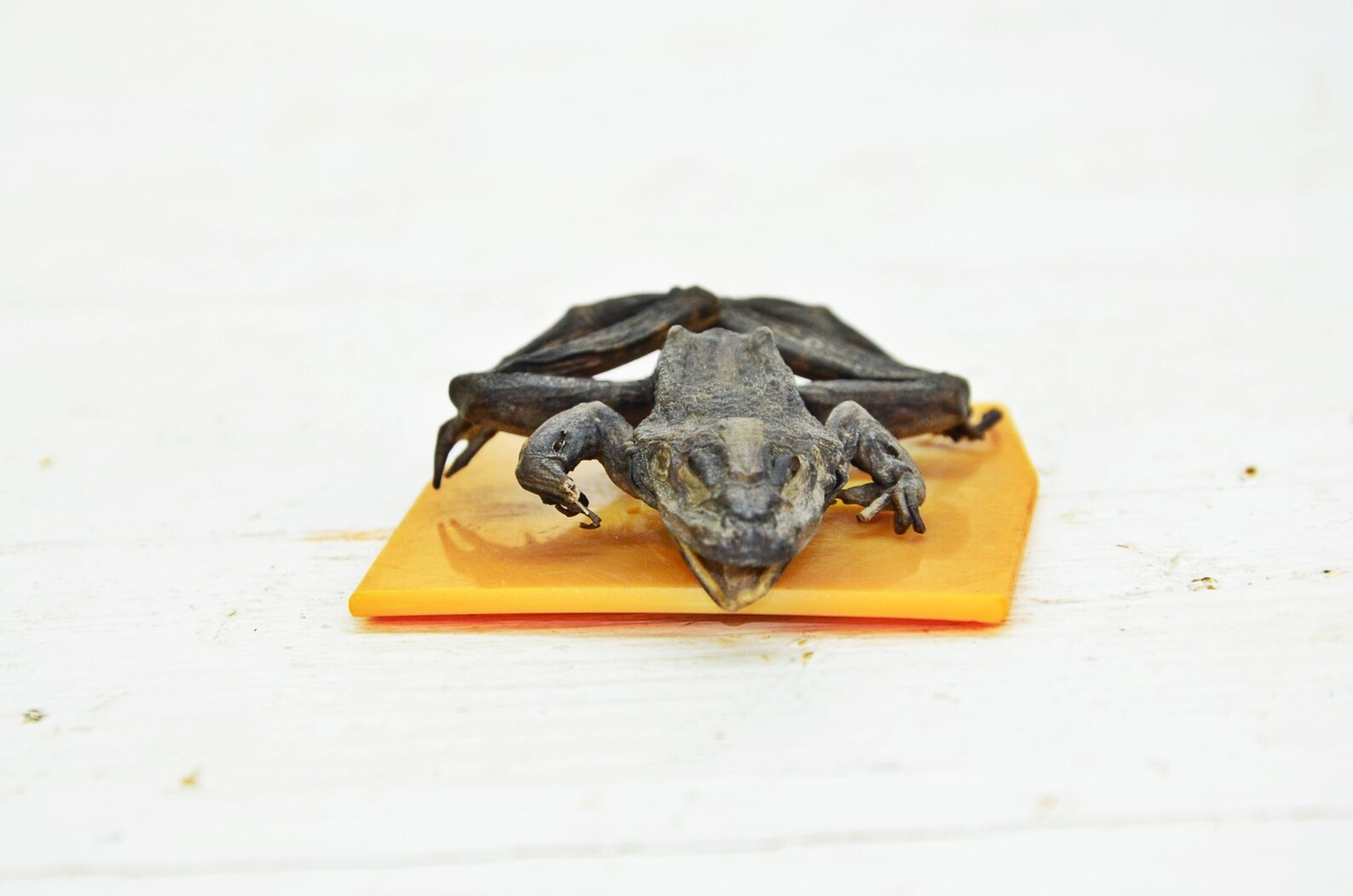 Taxidermy Real Frog Natural Mummified Frog Taxidermy Animal - Etsy