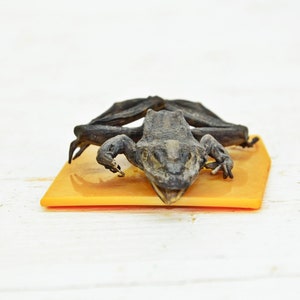 Taxidermy Real Frog, Natural Mummified Frog, Taxidermy Animal - Etsy