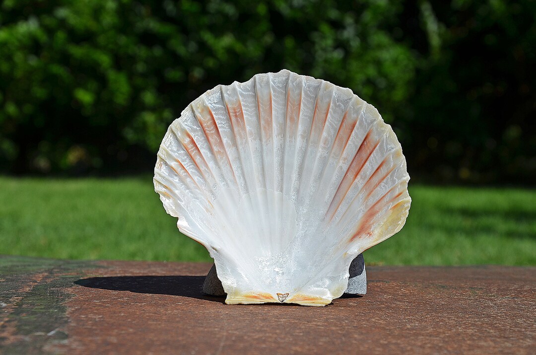 Vintage Real Clam Shell, Natural Specimen Ruffled Seashell Seashell ...