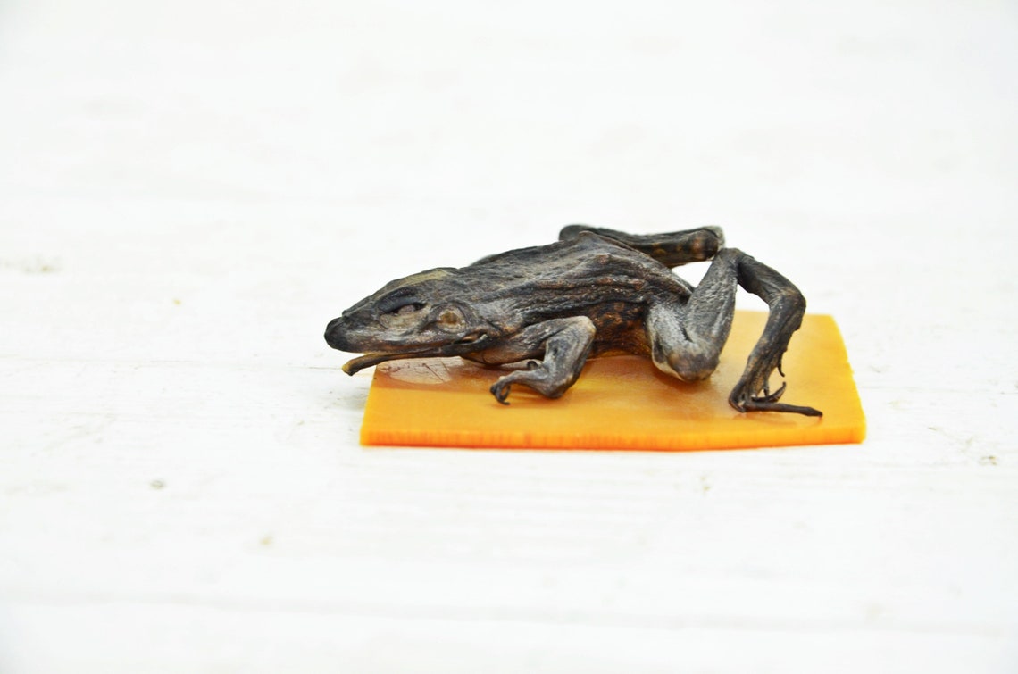 Taxidermy Real Frog Natural Mummified Frog Taxidermy Animal - Etsy