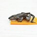 Taxidermy Real Frog, Natural Mummified Frog, Taxidermy Animal - Etsy