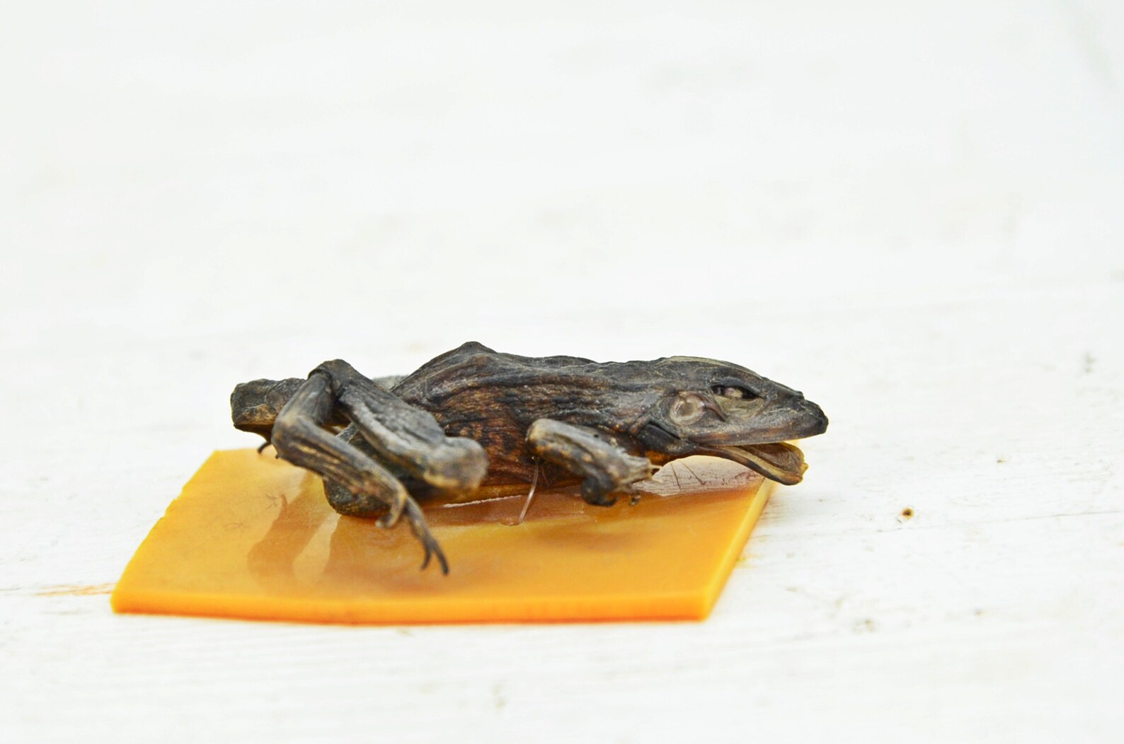 Taxidermy Real Frog Natural Mummified Frog Taxidermy Animal - Etsy