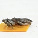 Taxidermy Real Frog, Natural Mummified Frog, Taxidermy Animal - Etsy