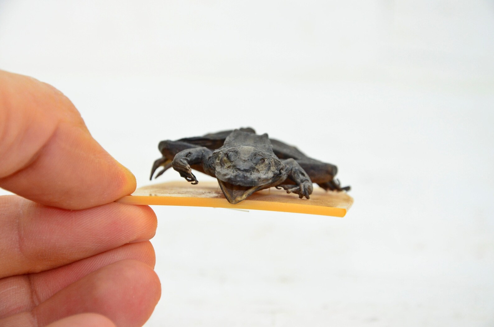 Taxidermy Real Frog Natural Mummified Frog Taxidermy Animal - Etsy