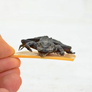 Taxidermy Real Frog, Natural Mummified Frog, Taxidermy Animal - Etsy
