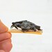 Taxidermy Real Frog, Natural Mummified Frog, Taxidermy Animal - Etsy