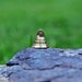 Antique Small Bell, Vintage Farm Bell, Mini Brass Bell, Primitive Bell ...